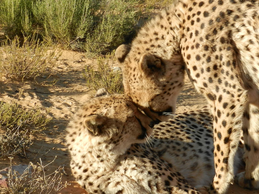 Cheetah Mixed With Eagle