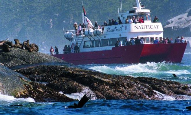 Seal Island & Penguin Colony | Semester At Sea Seal Island & Penguin Colony | Semester At Sea